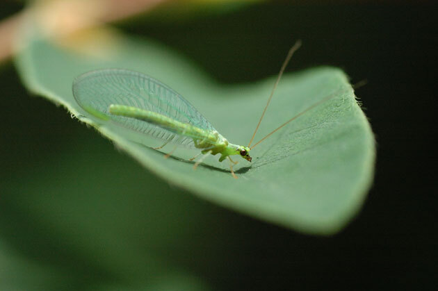 虫たち昆虫 ナナホシクサカゲロウ 留萌振興局産業振興部留萌農業改良普及センター