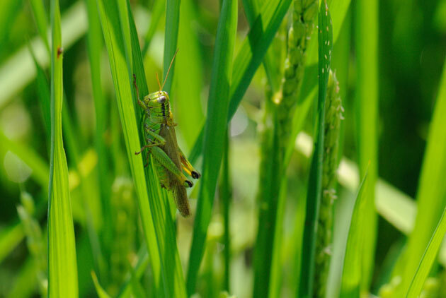 虫たち昆虫 ハネナガフキバッタ 留萌振興局産業振興部留萌農業改良普及センター